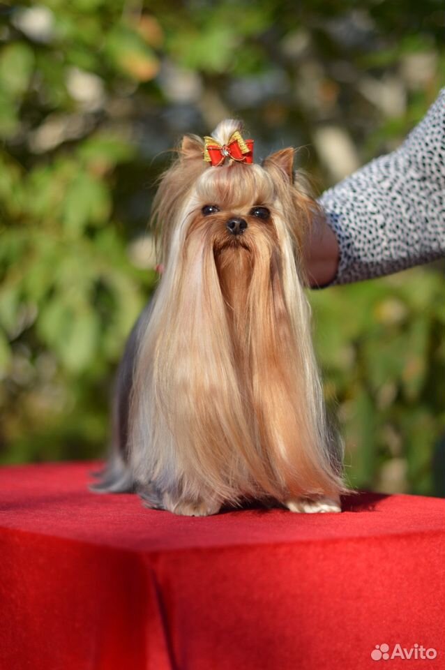 Йорк для вязки