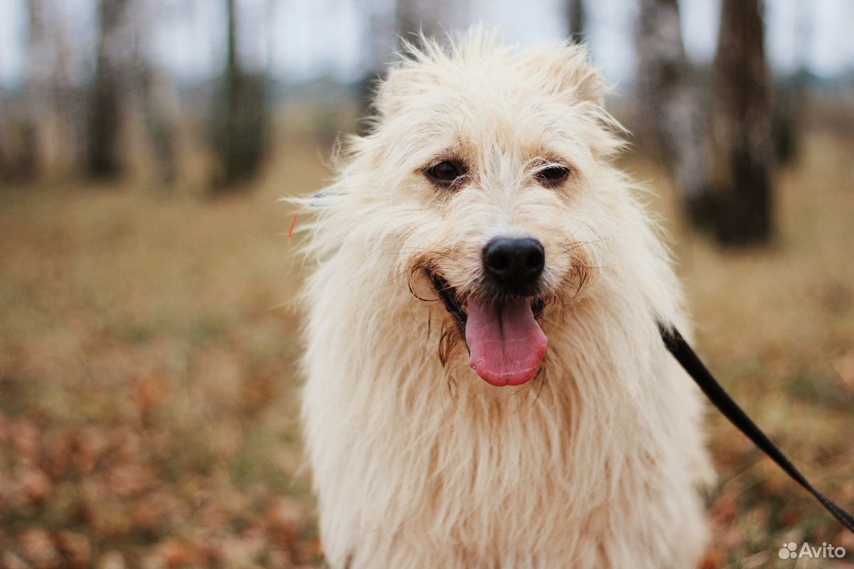 Собака Иви в добрые руки