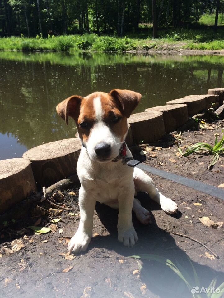 Щенки. Джек Рассел терьер