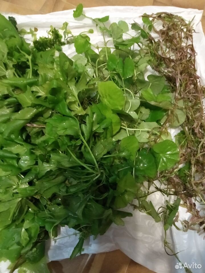 Отдам растения