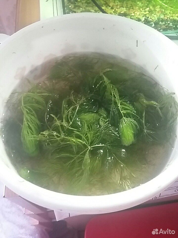 Роголистник
