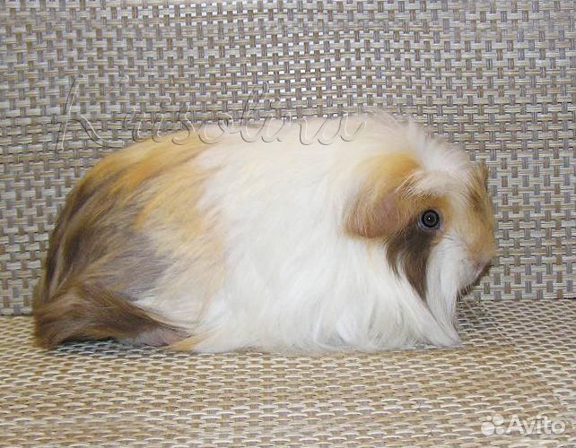 Морская свинка самец коронет