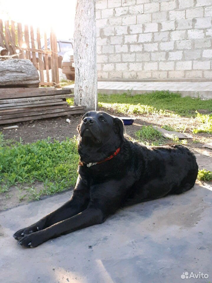 Лабрадор Ретривер