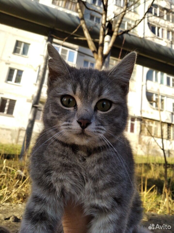 Британцы,вислоушку и другие