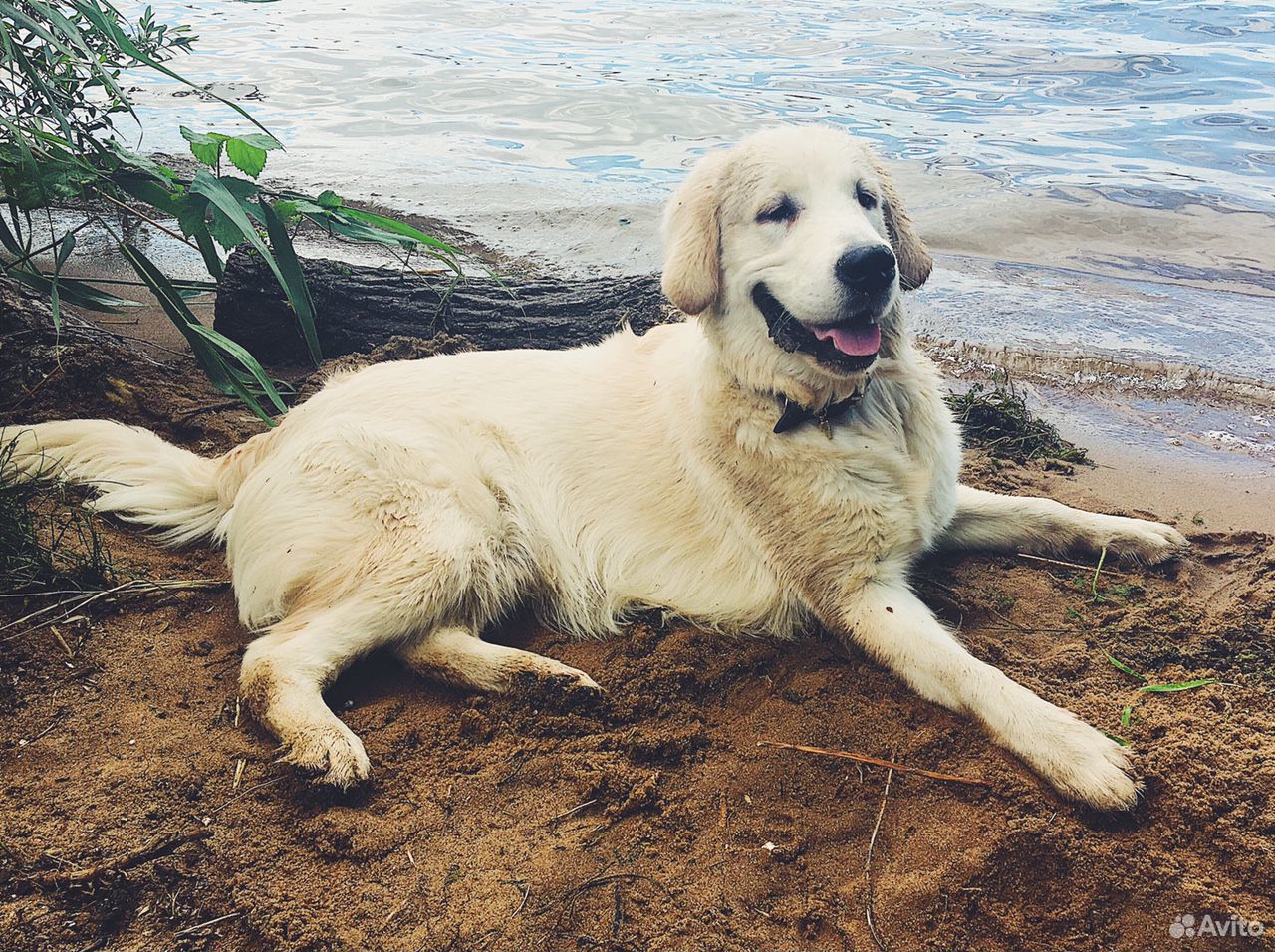 Кобель для вязки (Золотистый ретривер)