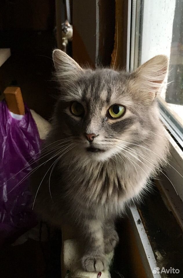 Кошка Дымок