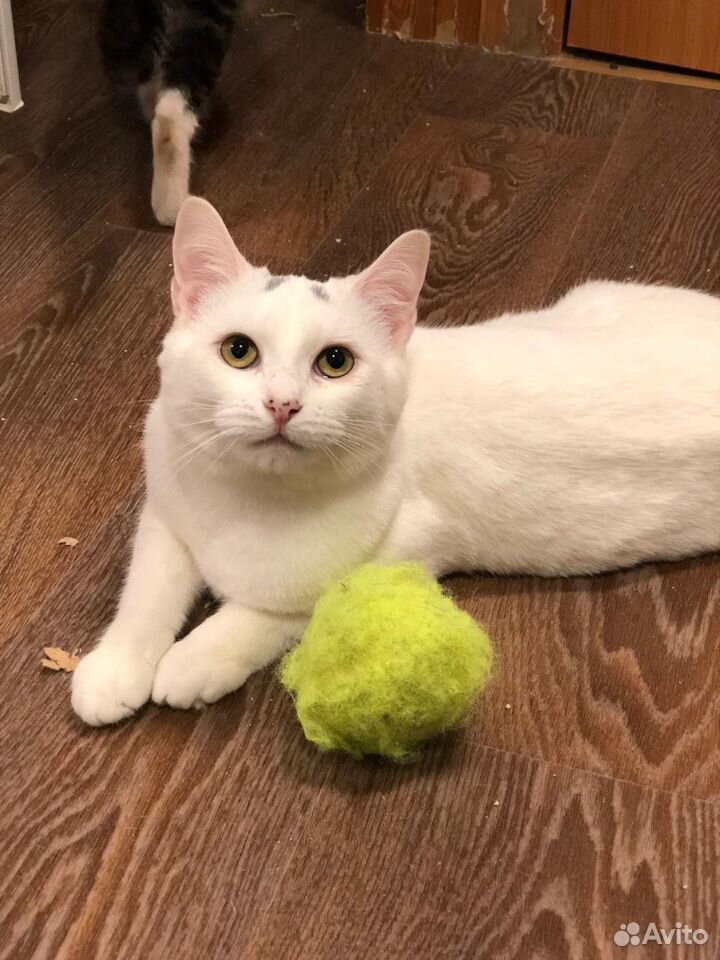 Белый котенок