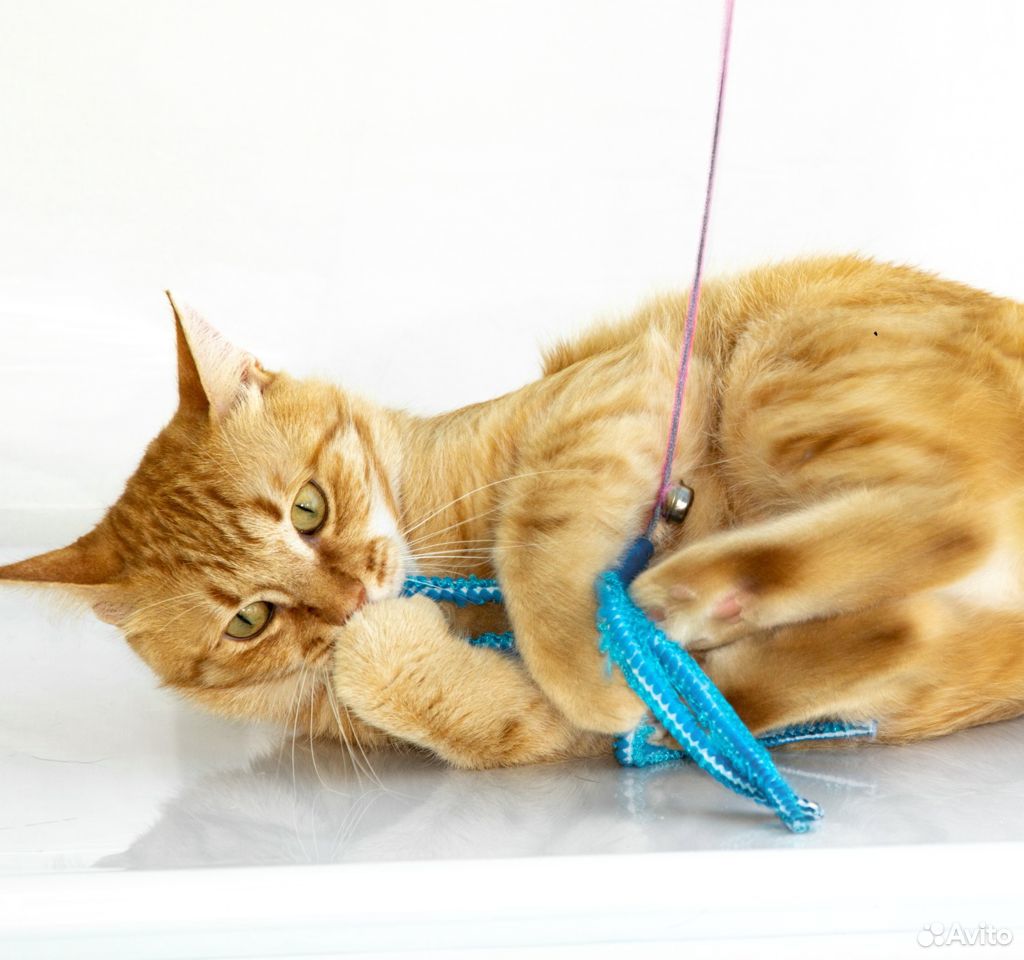 Рыжий толстячок