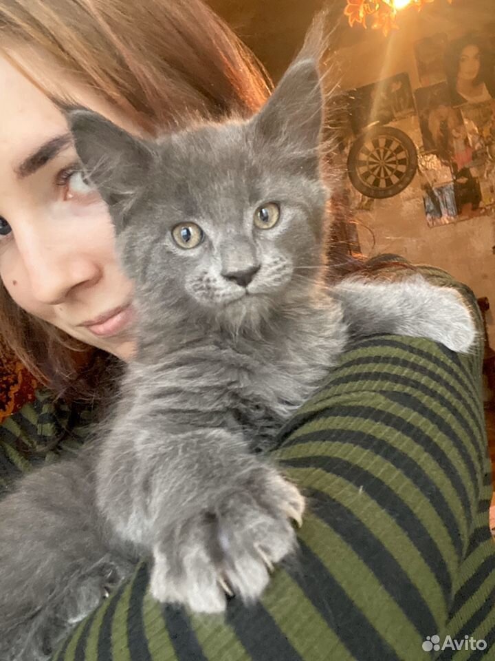 Благородные голубые и чёрные от xxxl родителей