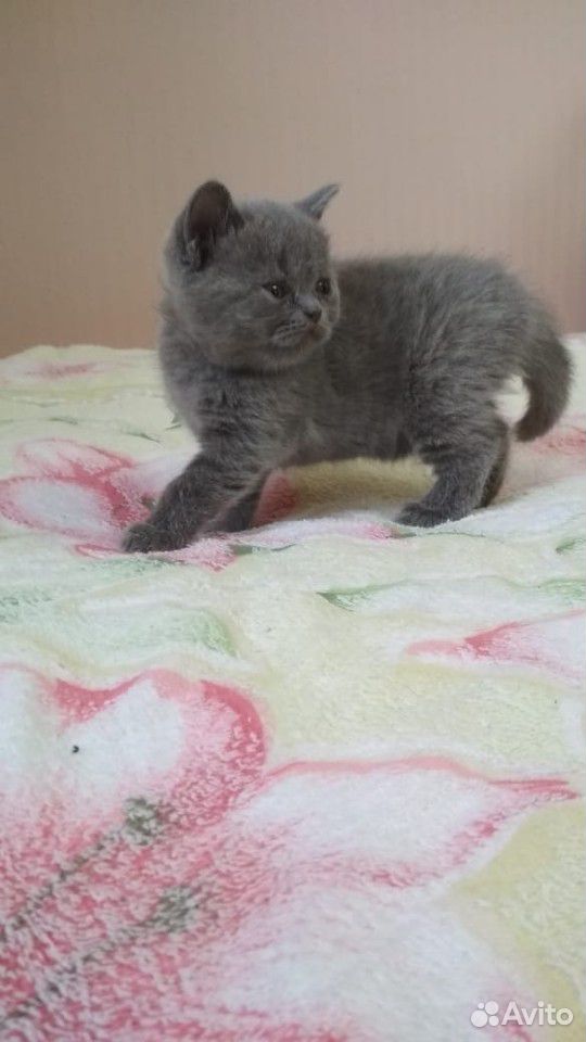 Британская