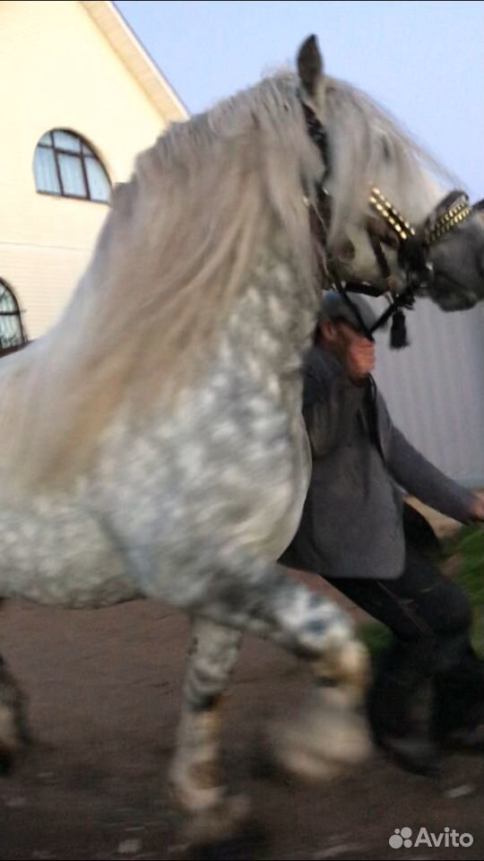 Племенные лошади