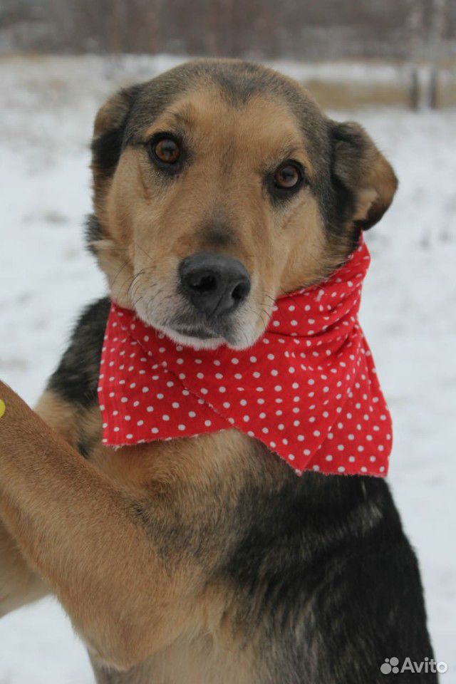 Добрый красавец Стенли Брамс в дар