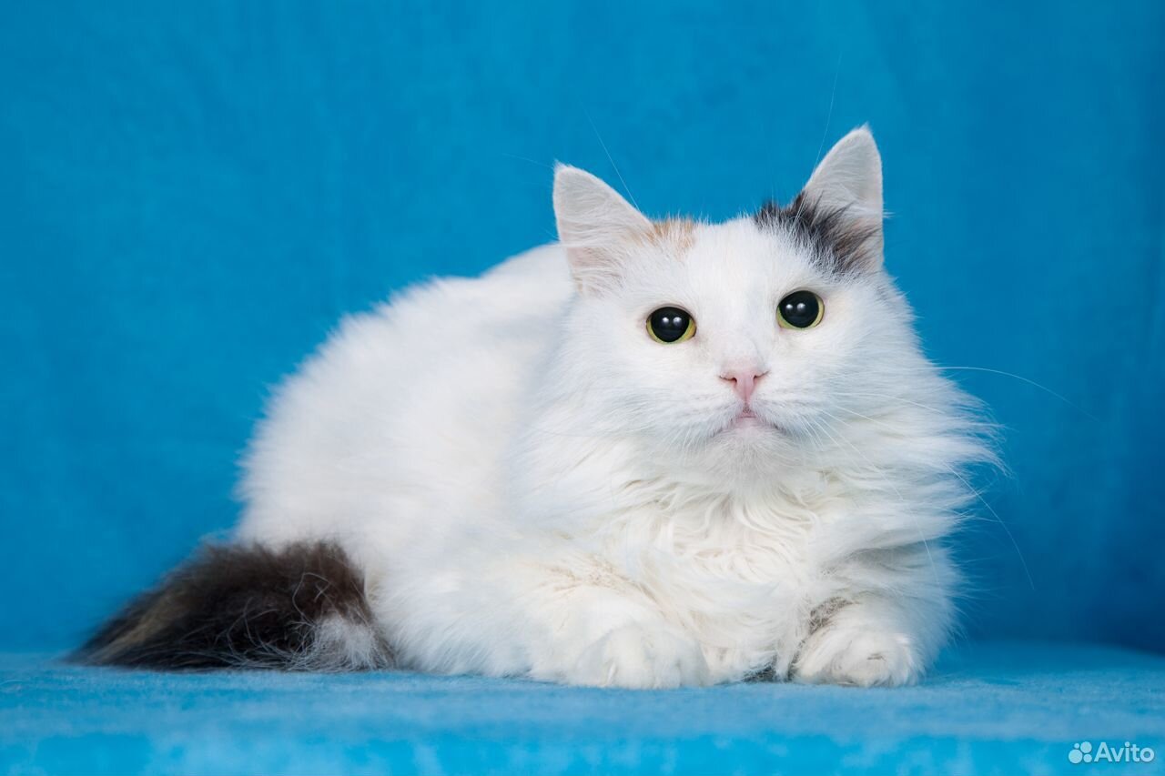 Ласковая маленькая кошечка Зося в добрые руки