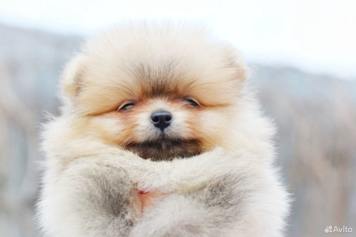 Шпиц мальчик