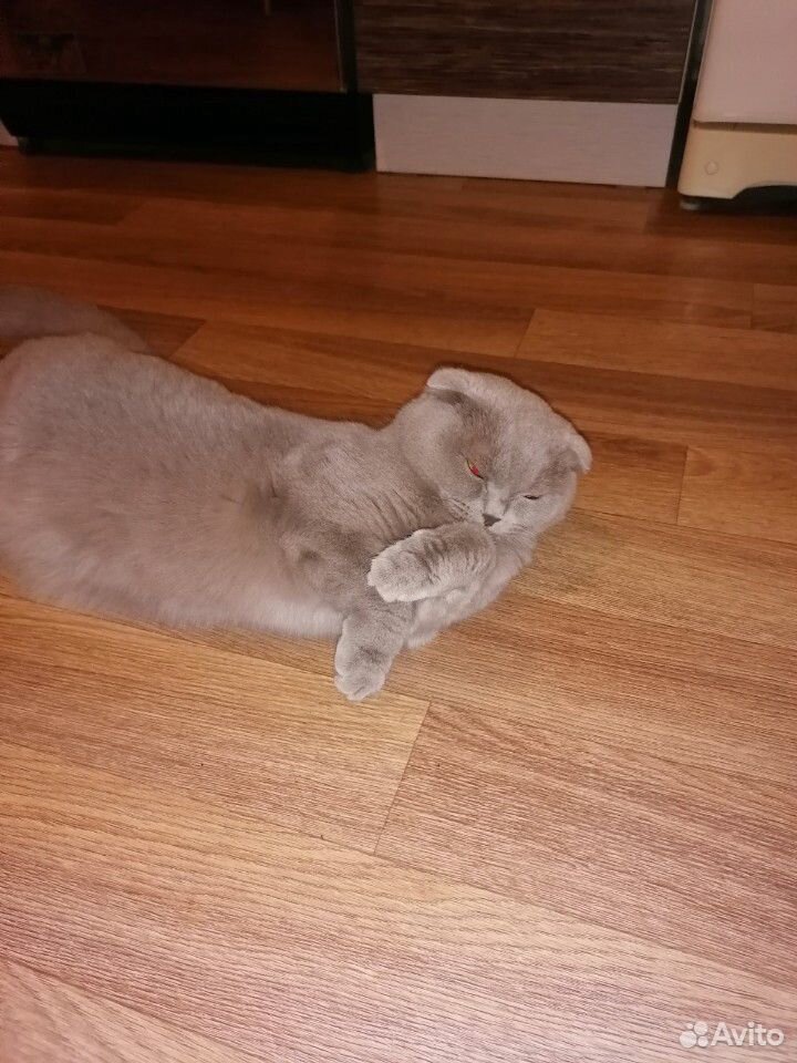 Кошка ишет котика