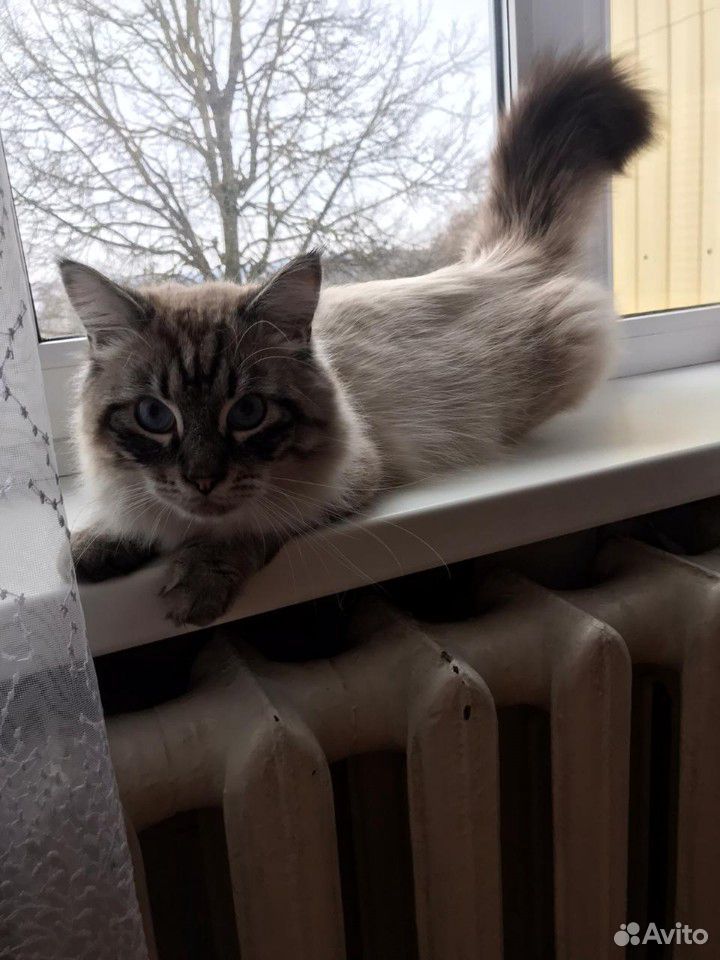 Вязка кот Невский Маскарадный