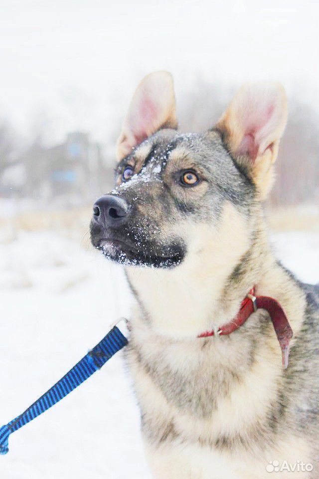 Восточноевропейская овчарка в добрые руки