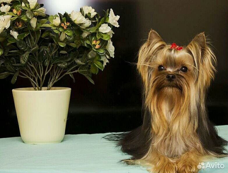 Достойный жених,вязка