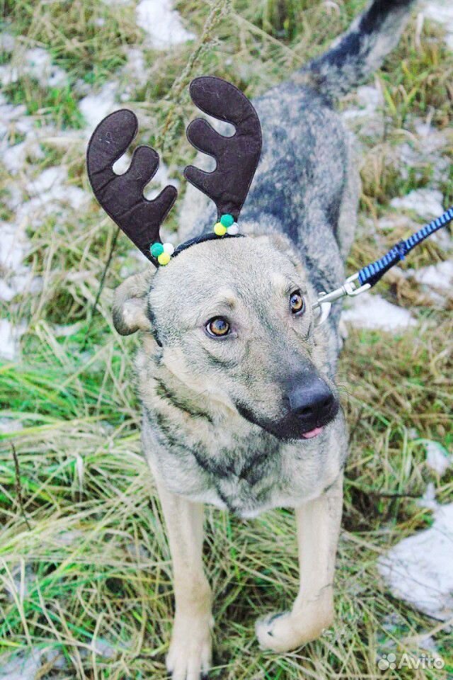 Молодой кобелёк в дар