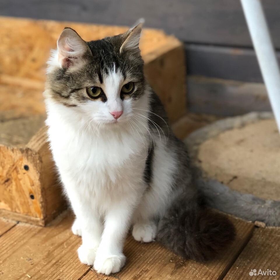 Мини-кошечка ищет дом