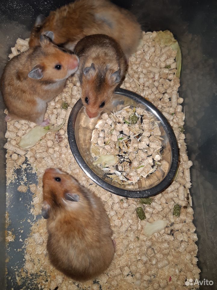Сирийские хомячки