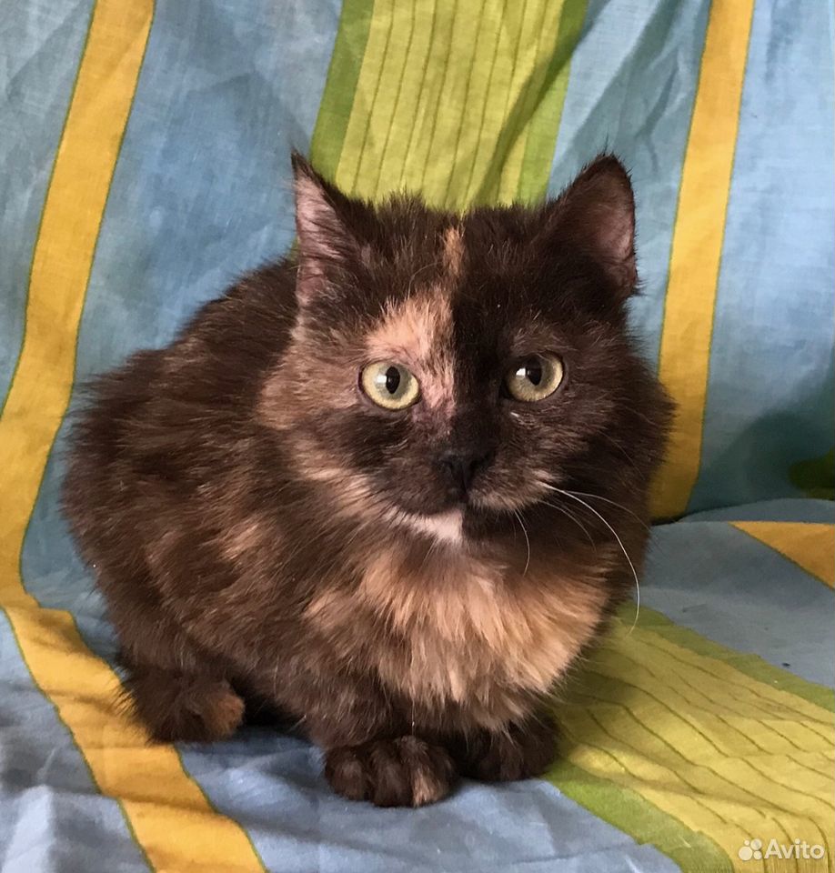 Уникальная крошка Мишель