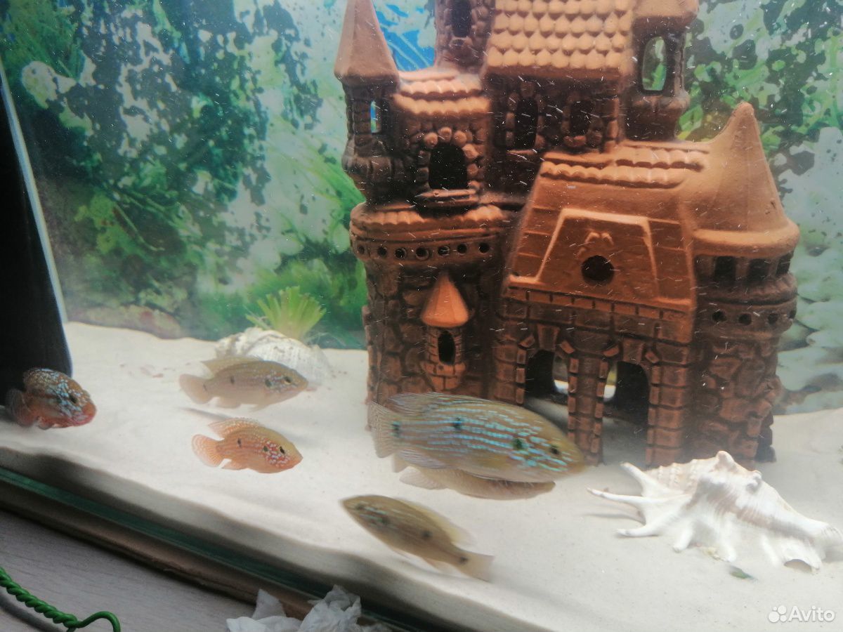 Хромис красавец