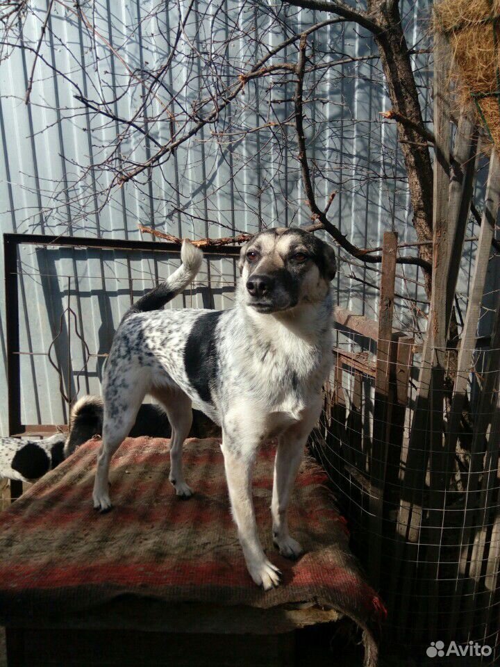 Собака Райка