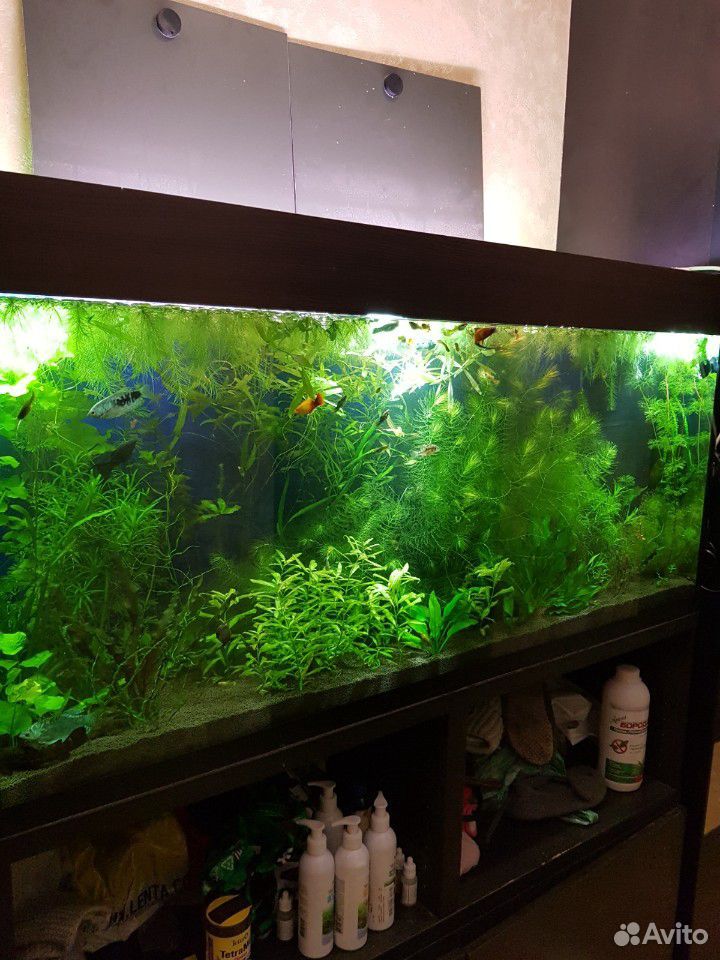 Аквариумные растения прополка