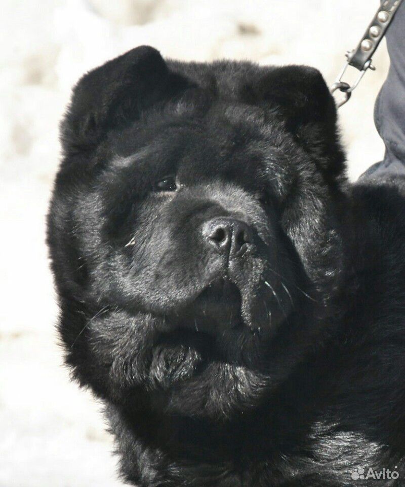 Чау-чау короткошерстный