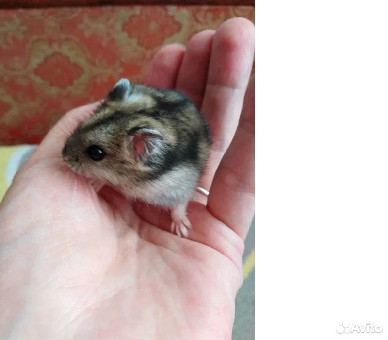 Хомяк с клеткой