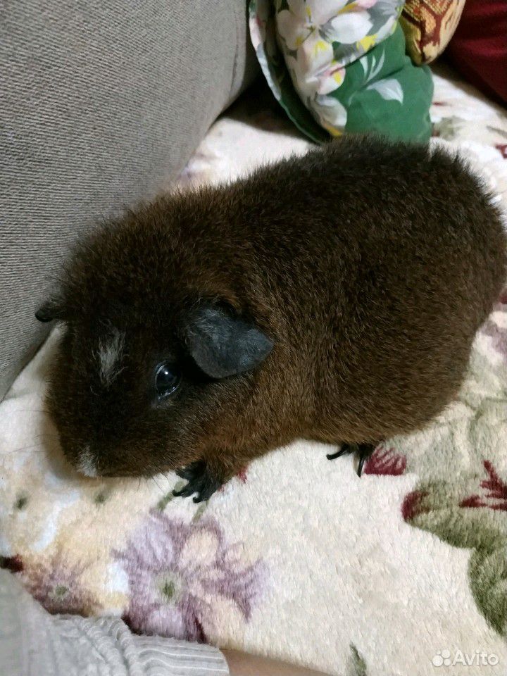 Морская свинка