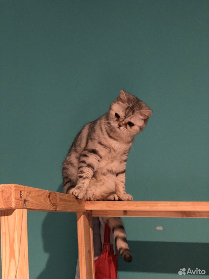 Кошка хочет кота бесплатно