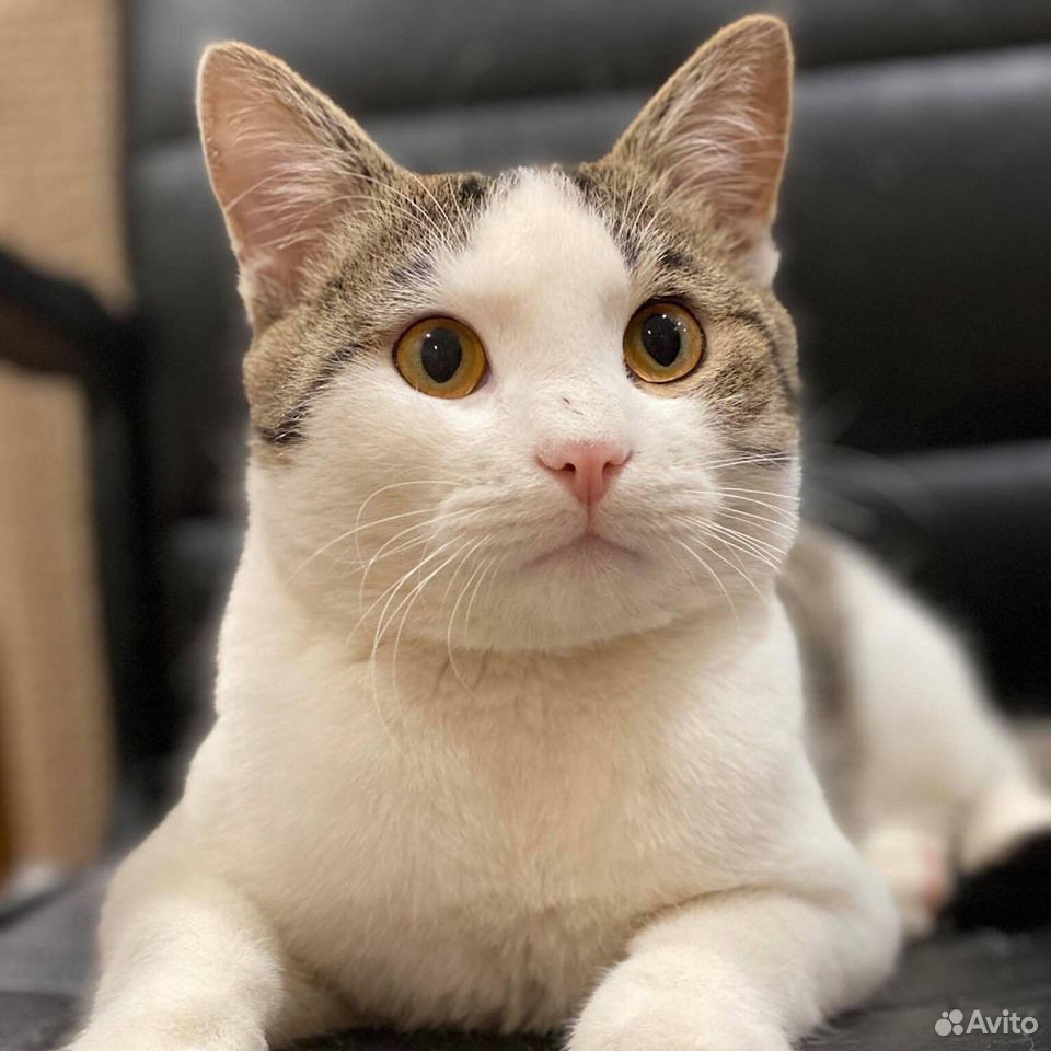 Отдаю в добрые руки котенка Мопсика