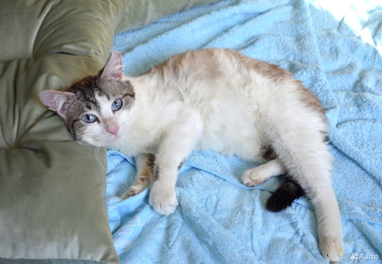 Шаня-голубоглазый кот