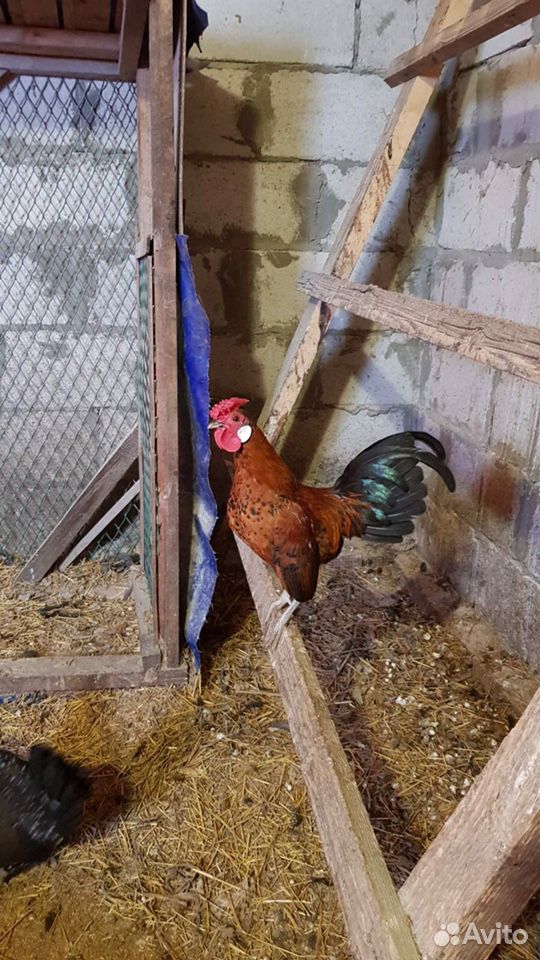 Петушки бентамки