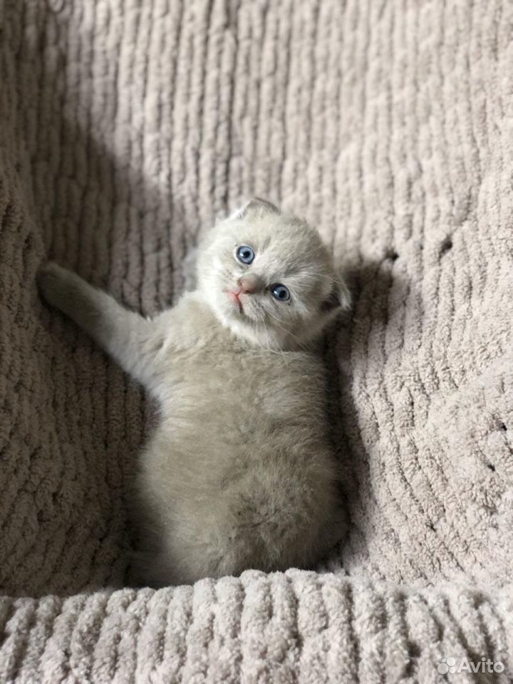 Шотландские котята