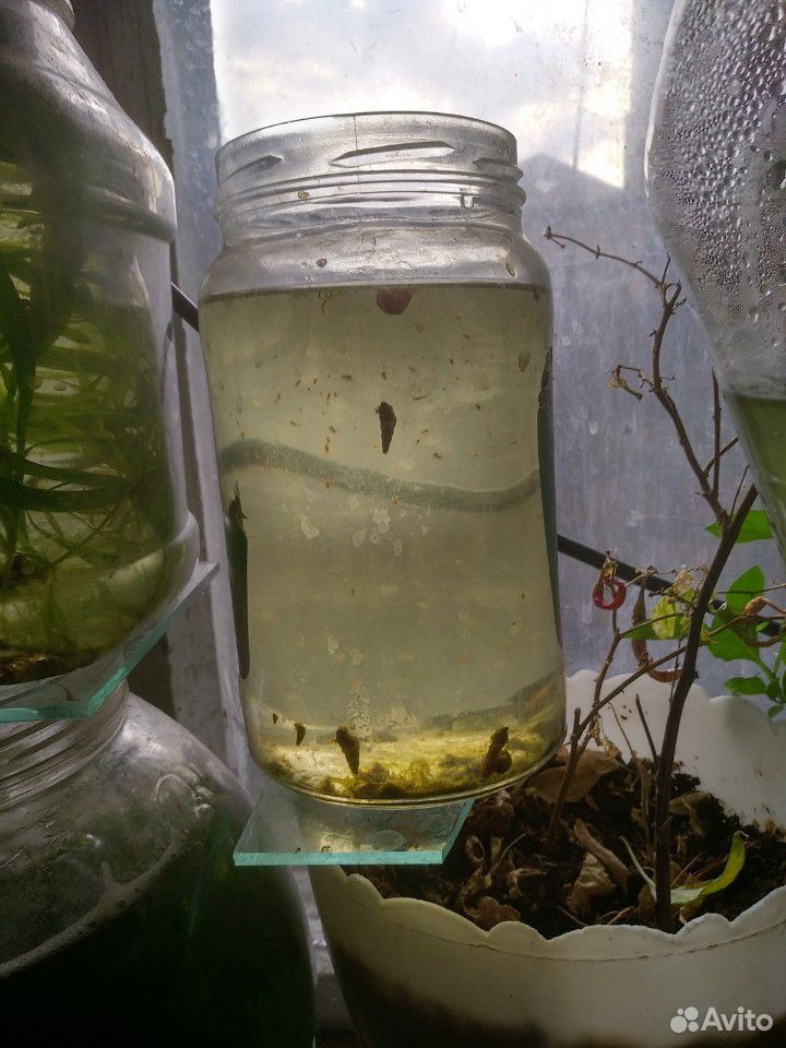 Улитки Мелании,гуппи