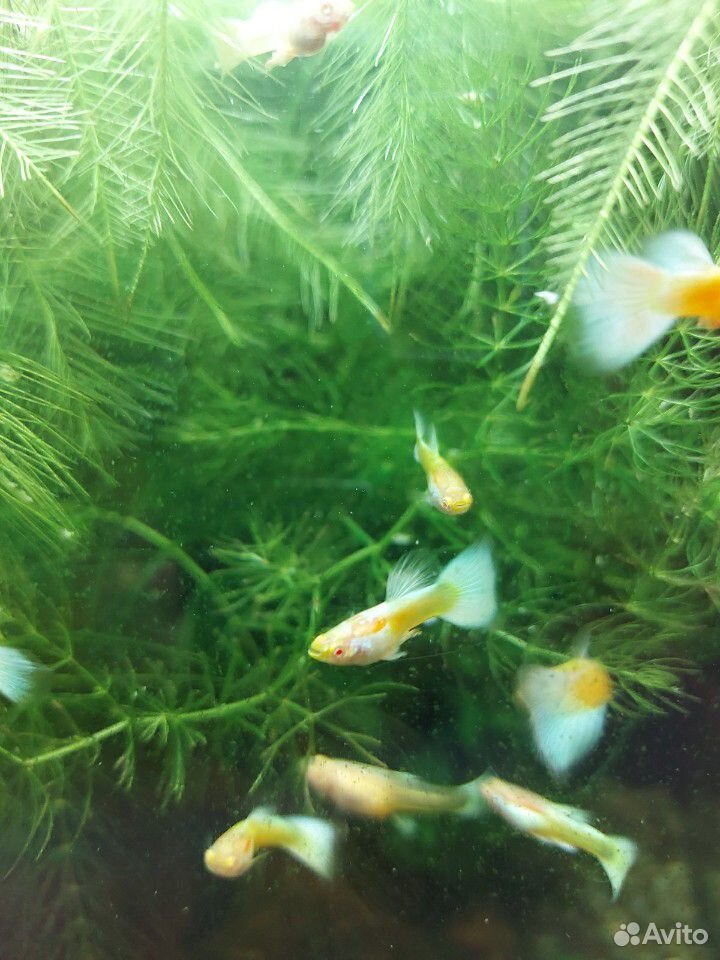 Аквариумные рыбки домашнего разведения