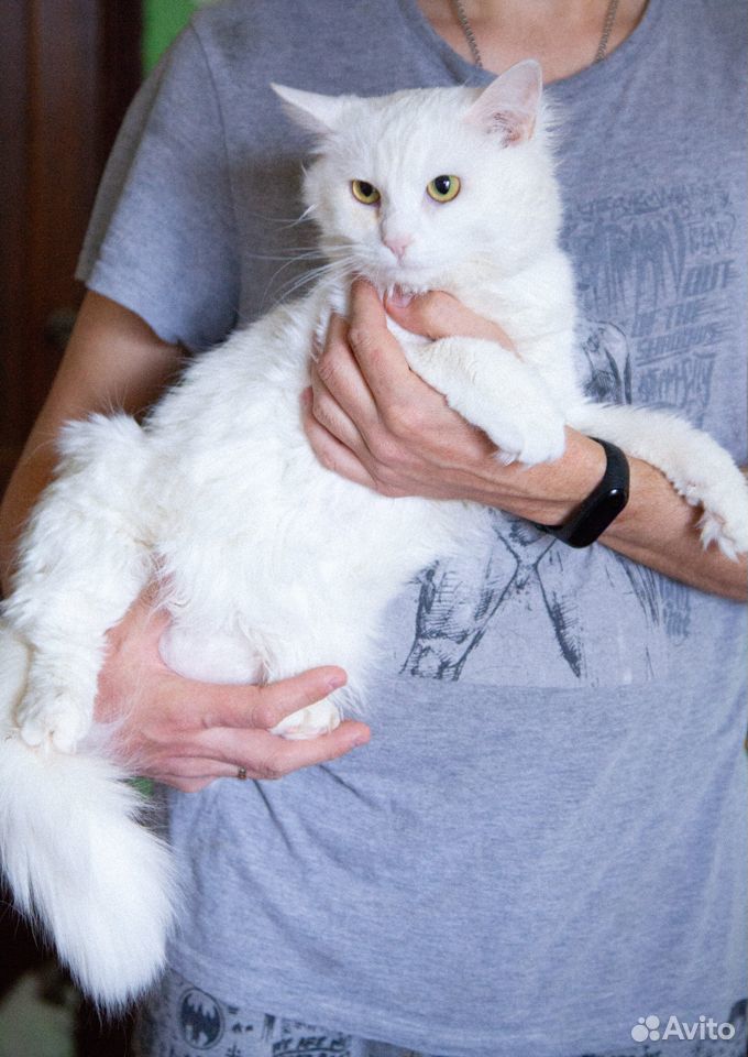 Нежный белый кот ищет дом