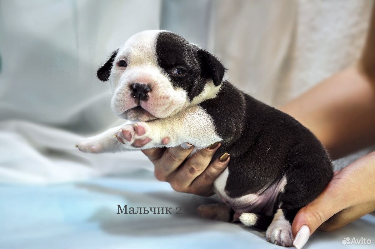Американский булли Мальчик