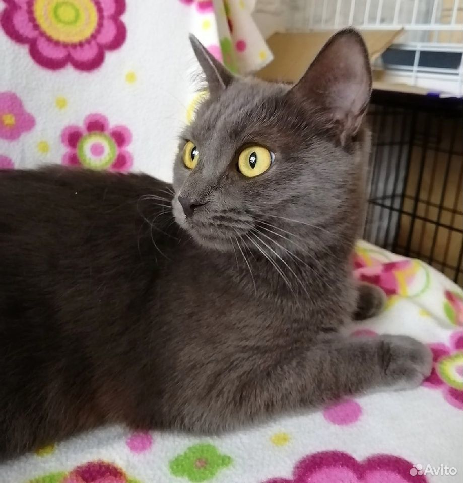 Кошка Лаура, 1 год (из приюта)