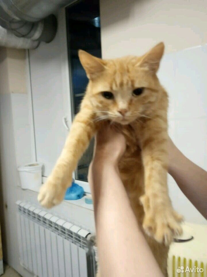 Кошка