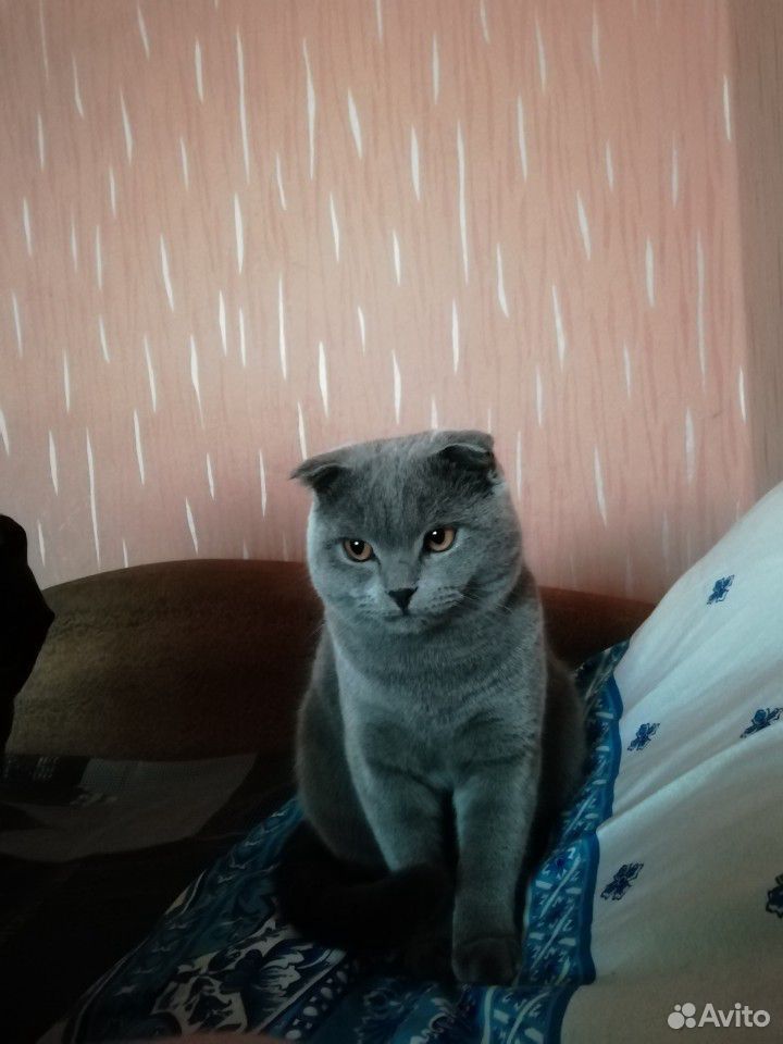 Коту нужна кошка