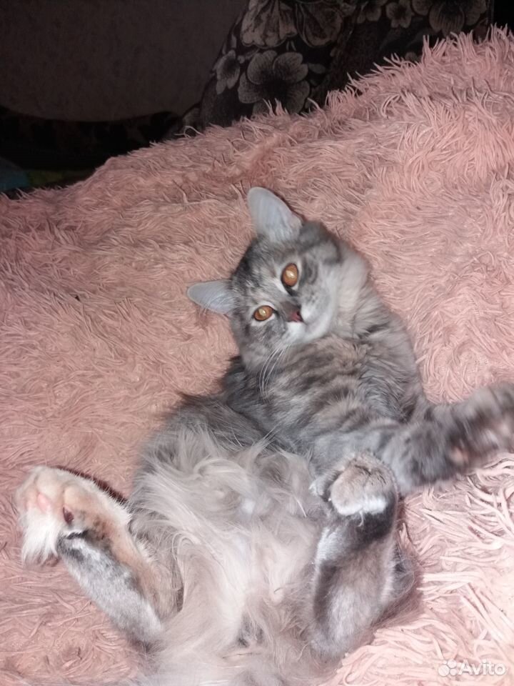 Кошечка в добрые руки