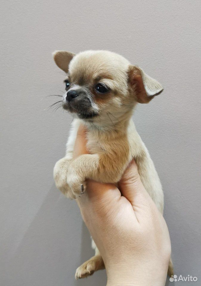 Супермини мальчик Чихуахуа г/ш