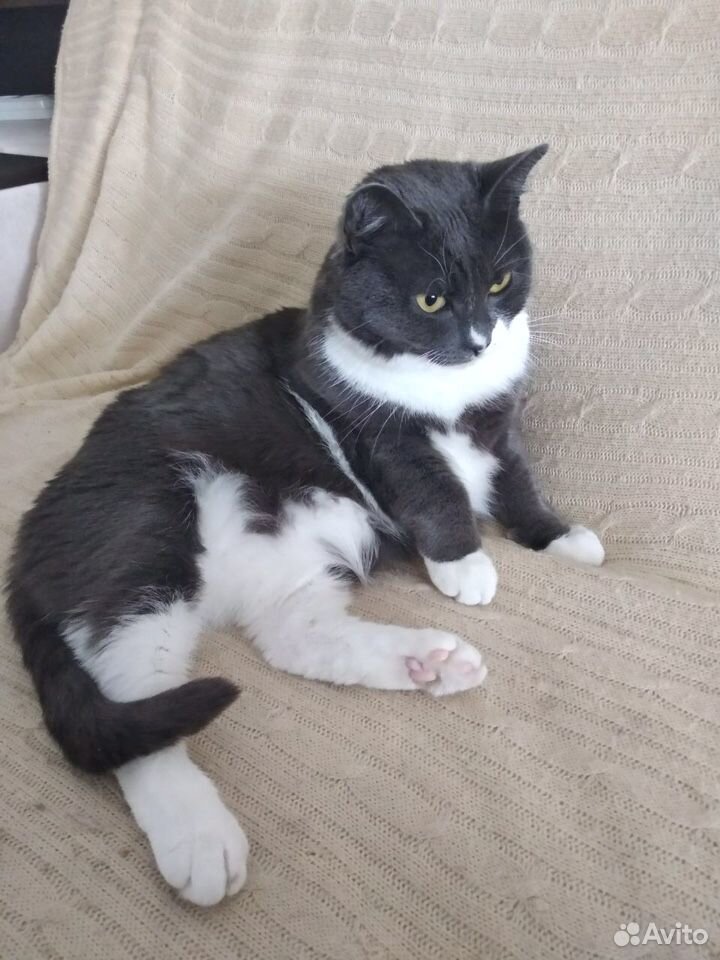 Плюшевый котик ищет дом