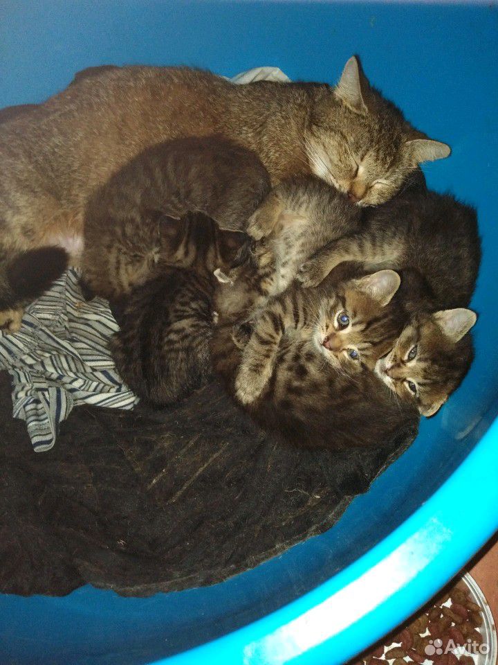 Котики