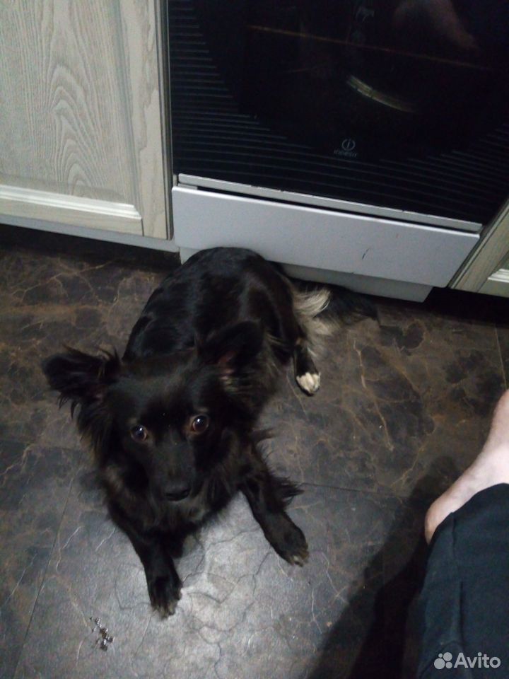 Щенки от небольшой собачки