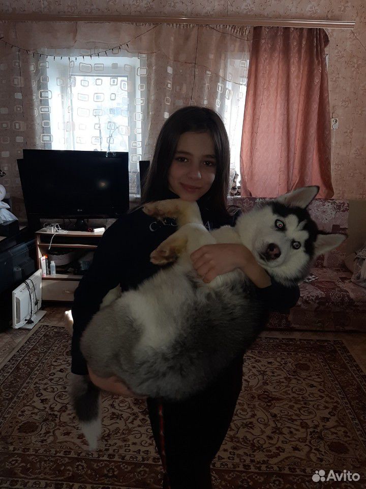 Животные